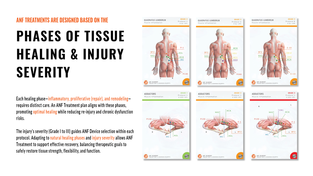 Phases of Tissue Healing & Injury Severity | ANF THERAPY